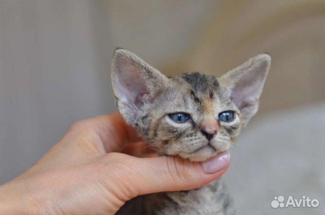 Котята девон-рекс