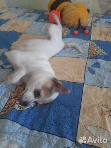 Чихуахуа отдам в добрые руки