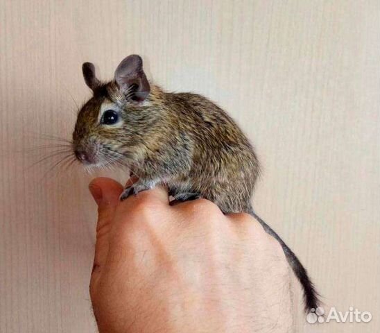 Дегу. Малыши. Клетки, Доставка