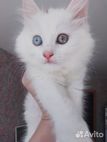 Продам эксклюзивных белых котят Као Мани
