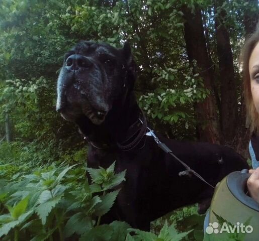 Ищет дом и передержку кане корсо