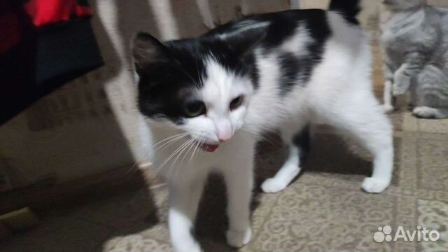 Отдам в добрые руки