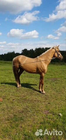 Кобыла 4 года