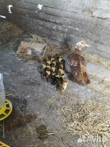 Утята от индоутки