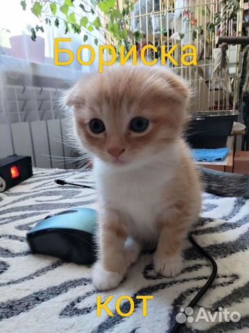 Кошки шотландцы