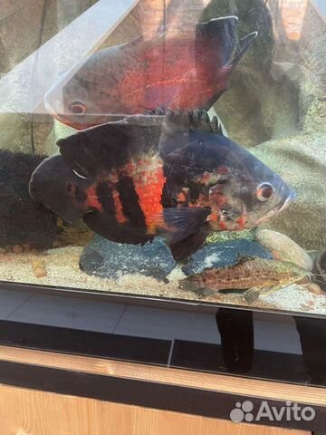 Астранотус 30 см есть 2 шт