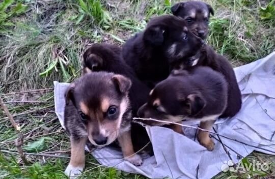 Трагическая судьба щенят