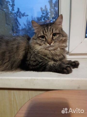Котики и кошечка