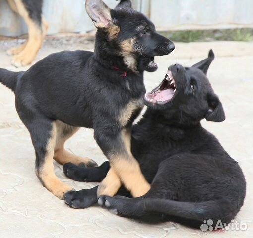 Чистокровные немцы - толстолапые щенки овчарок