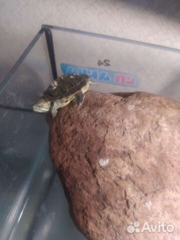 Красноухая черепаха маленькая с аквариумом