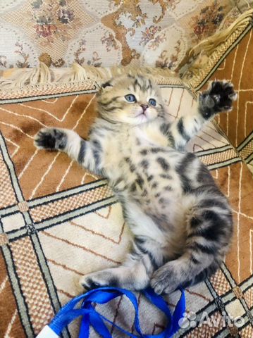 Продам котенка шотландец