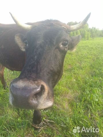 Корова дойная