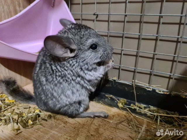 Шиншилла