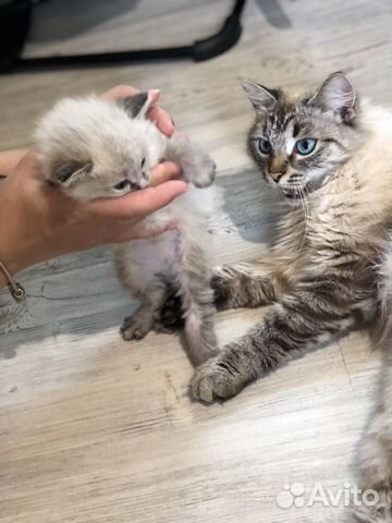 Тайские котята