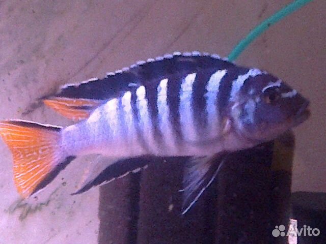 Малавийские цихлиды (цихлиды озера Малави. Африка)