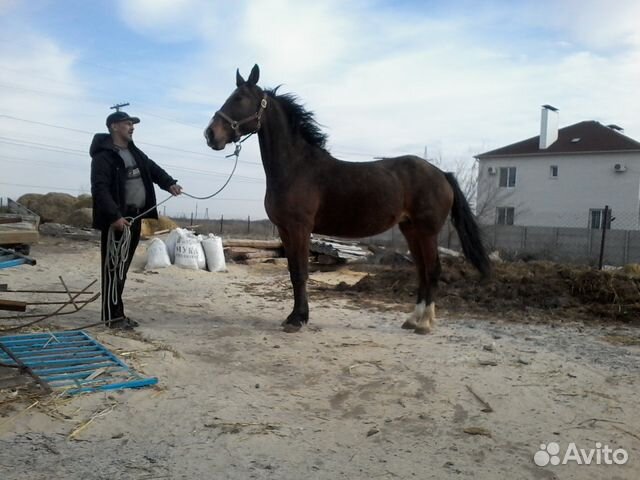 Лошади различных пород и направлений