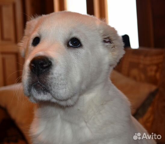 Щенки азиатики 2 мес