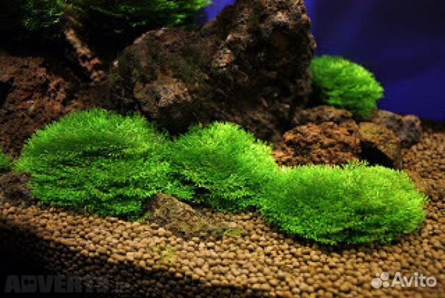 Ричия плавающая 5х5 см