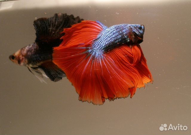 Петушок сиамский