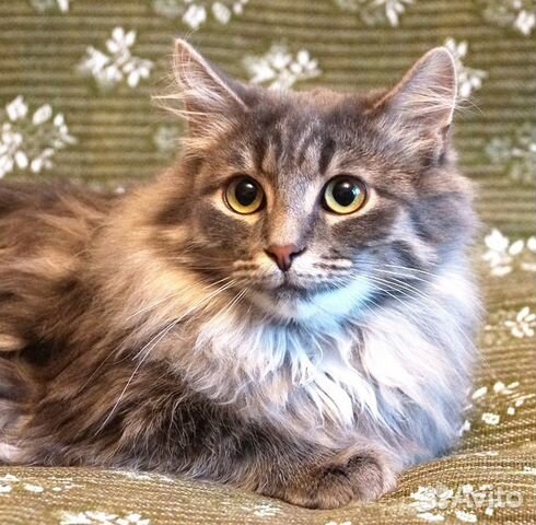 Маркиз - пушистый и невероятно красивый