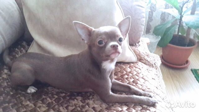 Предлагается для вязки кобель чихуа лиловый окрас