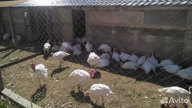 Мясо Гуся, утки, индейки, цесарки, бройлера, свини