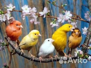 Кенары и канарейки