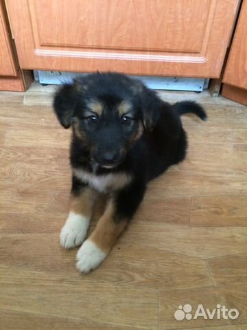 Чудный щенок 2.5 мес