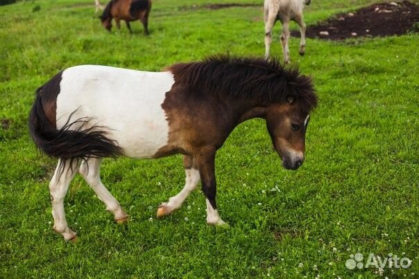Шетлнедский пони
