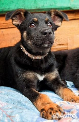 Плюшевый щенок, будет меньше среднего размера