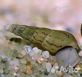 Улитки продажа, обмен на растения