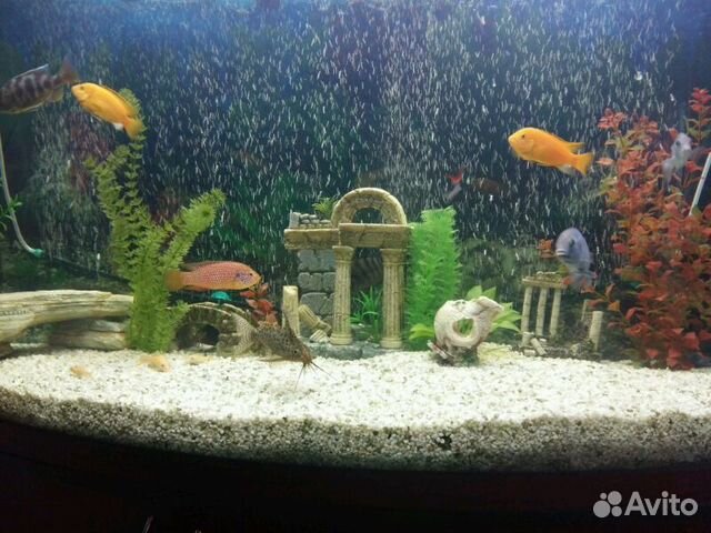 Продаётся аквариум 350 литров с рыбками