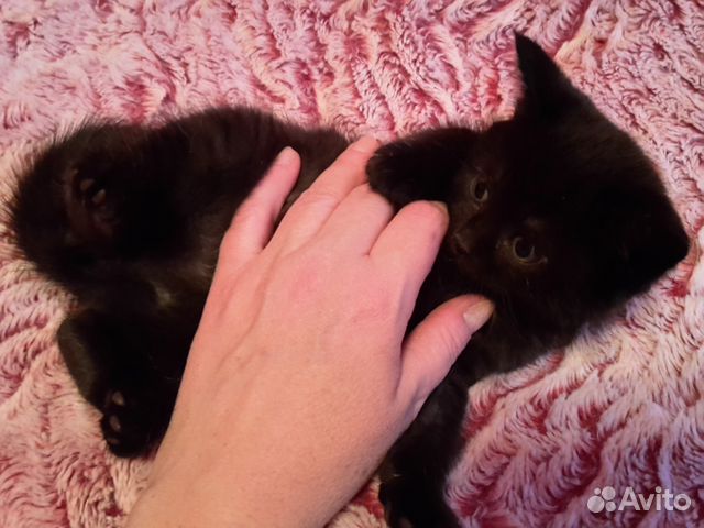 Котята британцы домашние