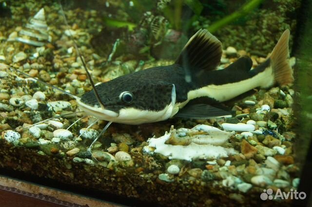 Сом краснохвостый 5-7 см