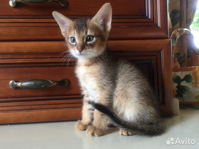 Котик Чаузи Ф-3 Марципан