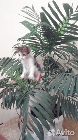 Кошки и котята