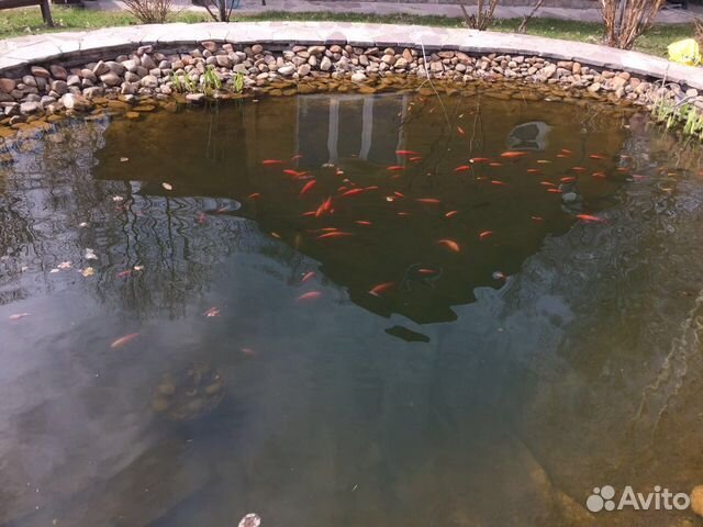 Карась золотой