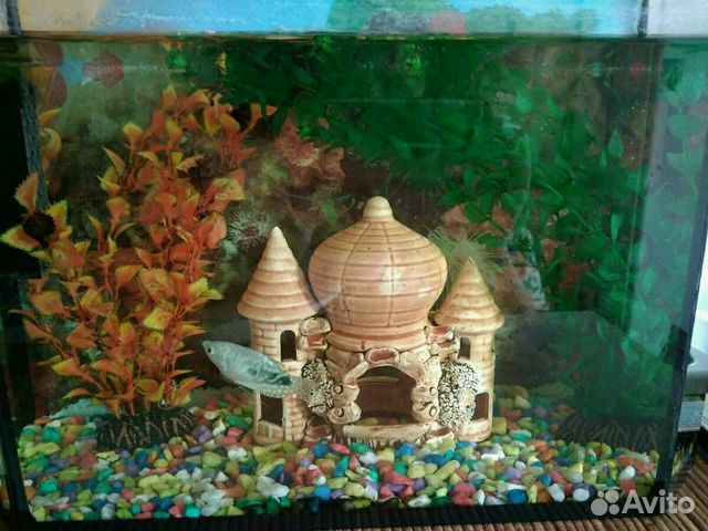 Аквариум