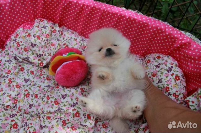 Кремик мальчик