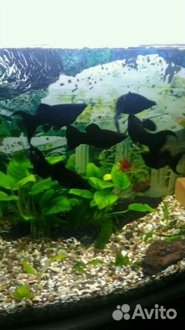 Малинезии черный бархат лира