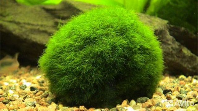 Кладофора (мох)