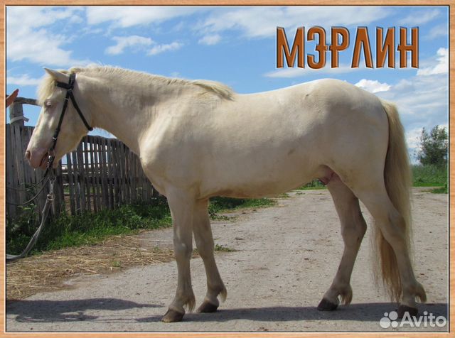 Жеребец пони приглашает на случку