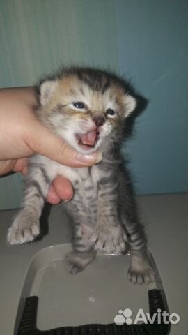 Пиксибоб котята многопалые