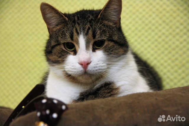 Макс ищет дом