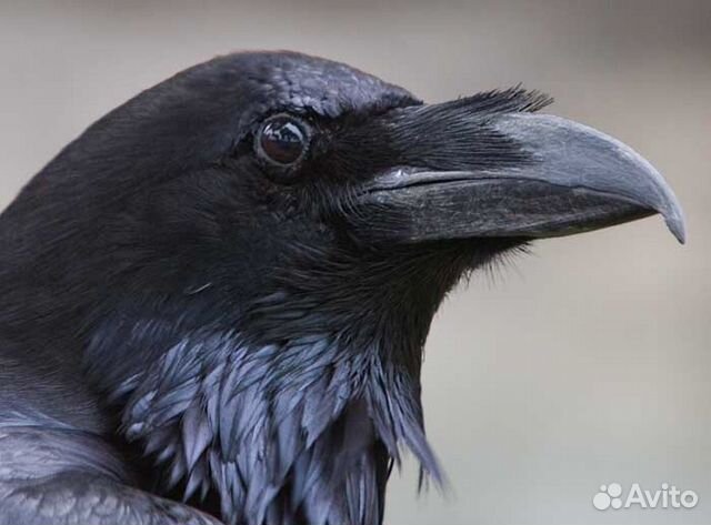 Ворон продам
