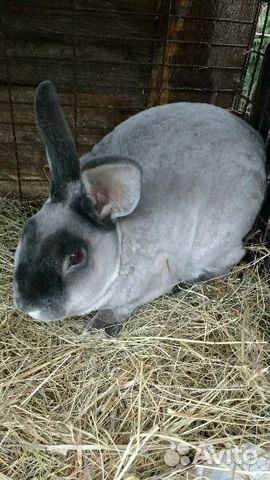 Рексы, строкачи, французский баран