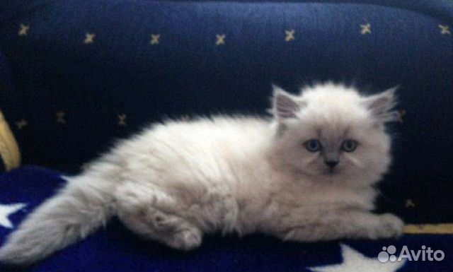 Длинношерстная малышка