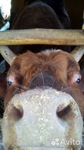 Продам быков