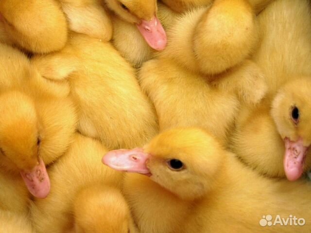 Утята подрощенные