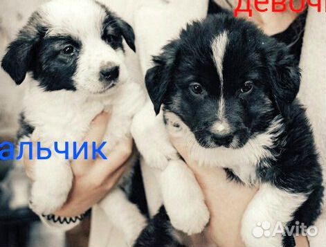 Комочки в дар